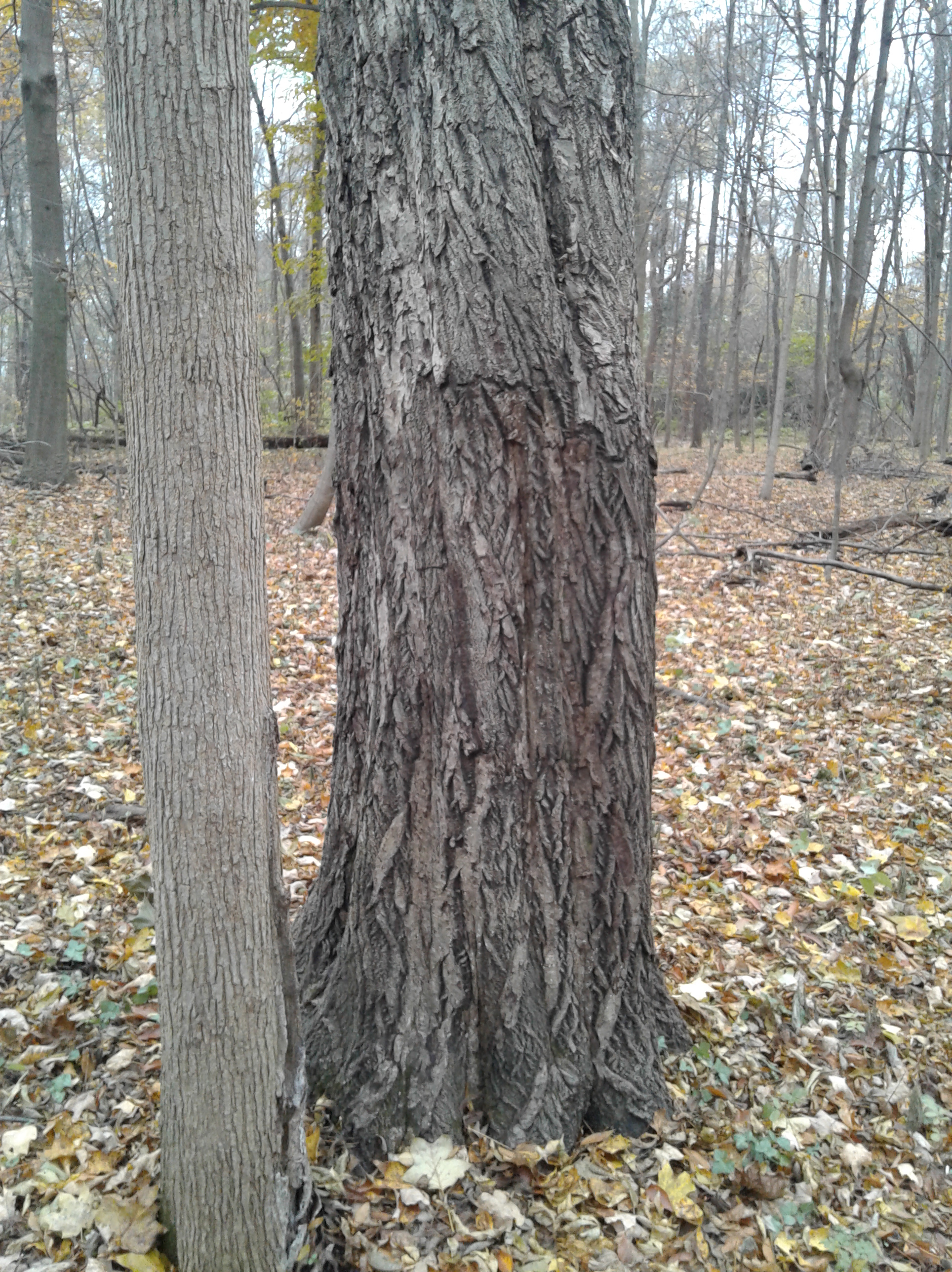 News - Rooted IN Forestry, LLC