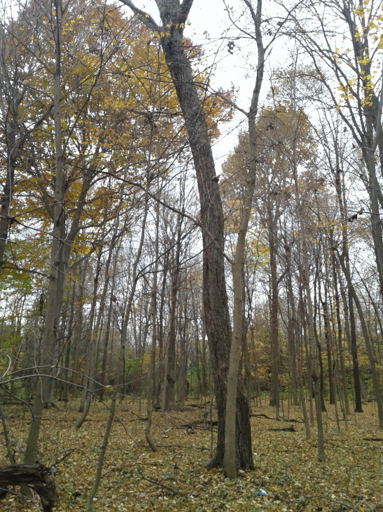 Behold the Butternut - Rooted IN Forestry, LLC