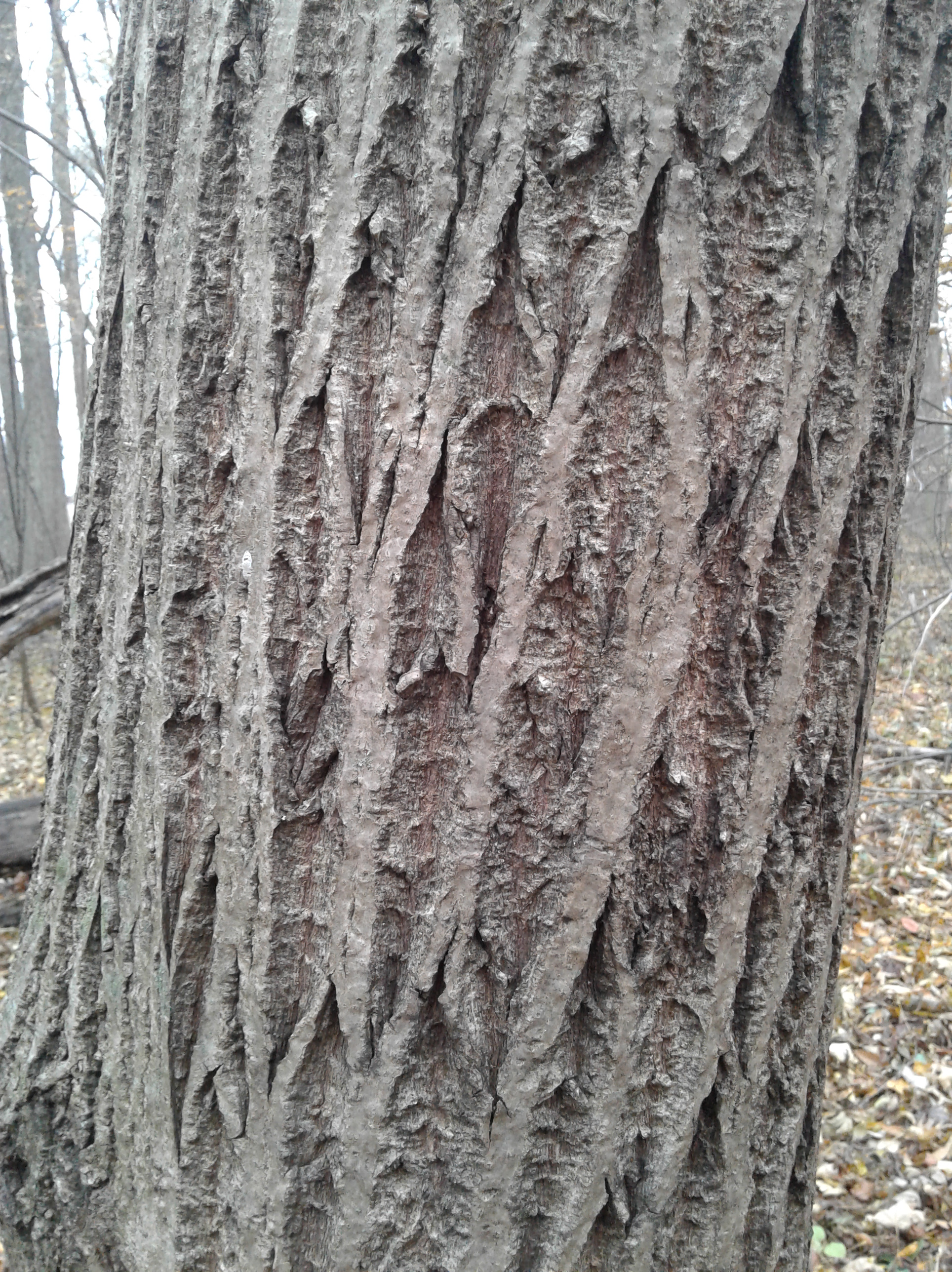 News - Rooted IN Forestry, LLC